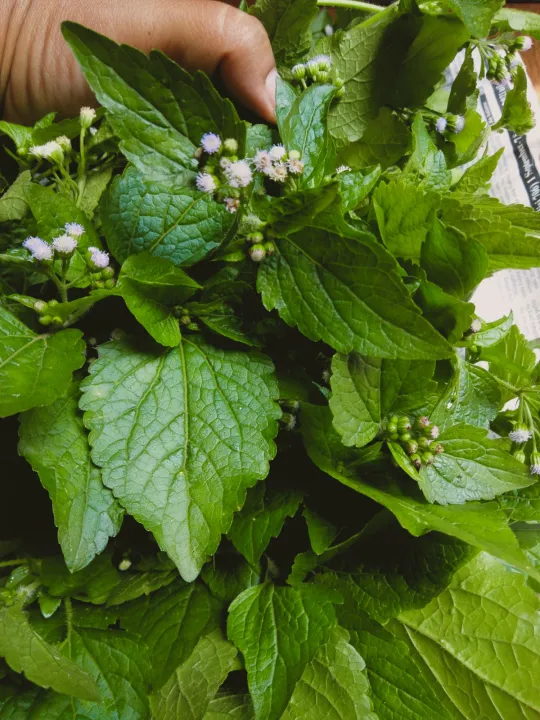 DAUN HERBAL/DAUN BADOTAN SEGAR UTUH 1KG | Lazada Indonesia