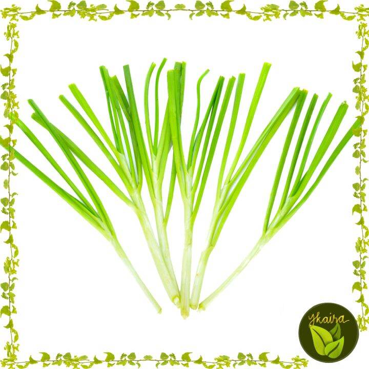 binhi chives kutsay 20+ seeds for planting herb | Lazada PH