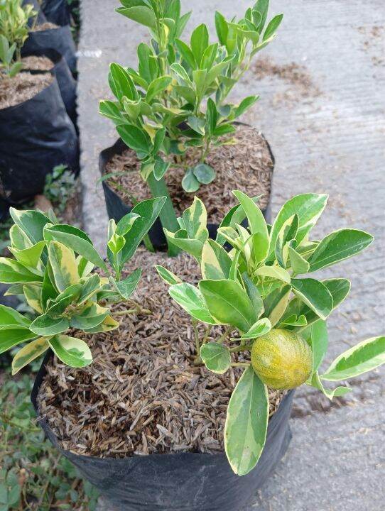 REAL VARIEGATED CALAMANSI TREE WITH FRUIT ALREADY (SMALL) | Lazada PH
