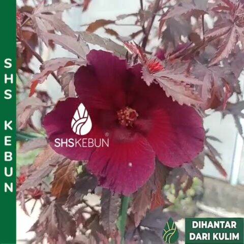 Pokok Maple Cranberry Hibiscus Malaysia Maple Cranberry Hibiscus Live ...