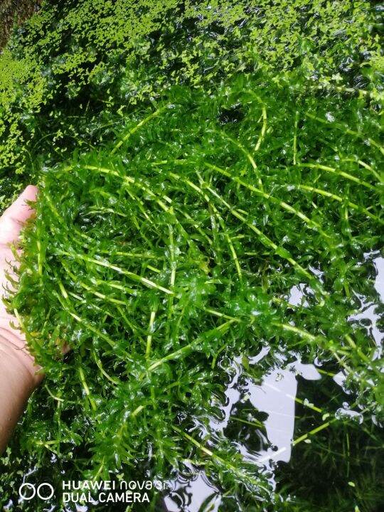 hydrilla, pokok lumut, pokok air, aquatic plant, untuk ikan hiasan ikan ...