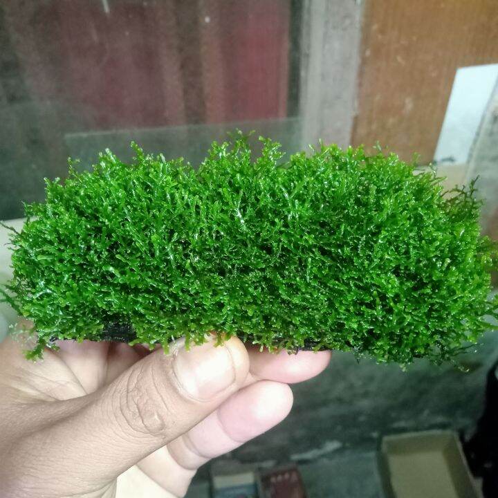 Tanaman Aquascape Moss Ricardia Media Lempeng Tanaman Hiasan Aquarium ...
