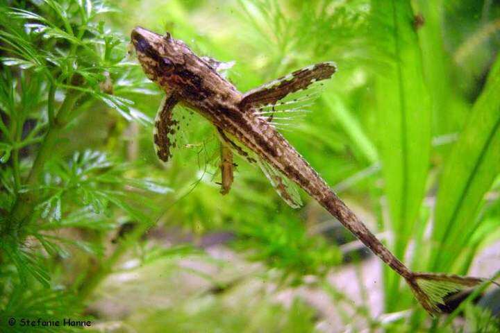 Chocolate whiptail catfish freshwater fish no D.O.A | Lazada