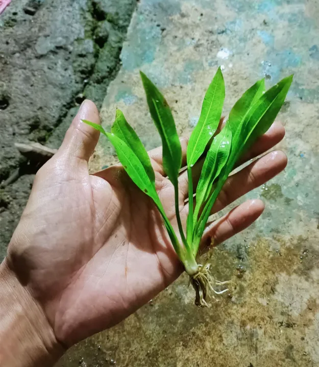 tanaman air Amazon sword aquascape / 1 pohon | Lazada Indonesia