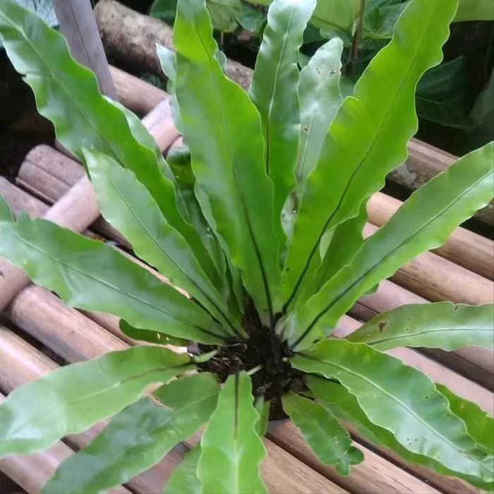 tumbuhan Kadaka asli hutan tanaman hias populer saat ini sangat menarik ...