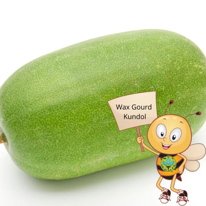 binhi pantanim seeds kundol ash gourd wintermelon vegetable vine ...