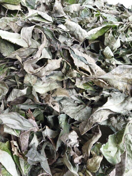 Teh daun kjibeling atau kibeling kering 100gram | Lazada Indonesia