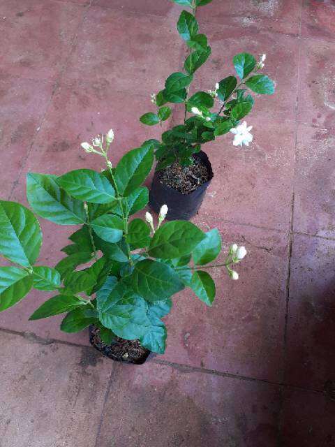 Tanaman Melati Wangi / Pohon Melati Wangi | Lazada Indonesia