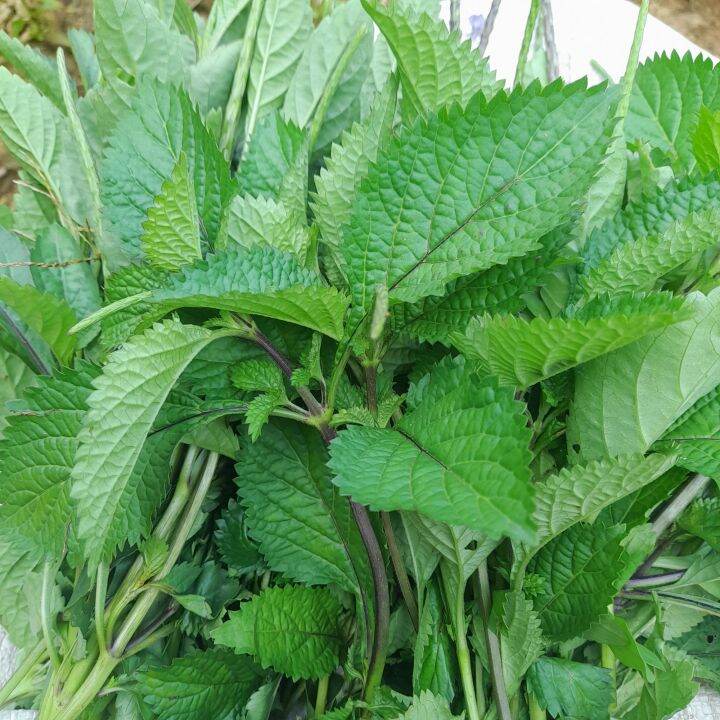 HERBAL DAUN JARONG SEGAR per 500 grm | Lazada Indonesia