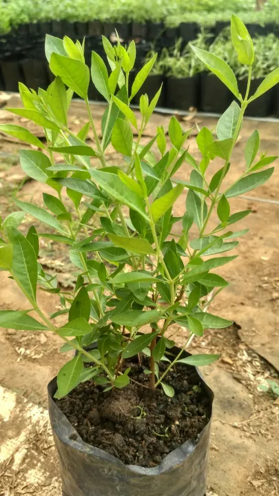 Bibit Pohon Pacar Arab pacar Kuku Pohon Daun Hena | Lazada Indonesia