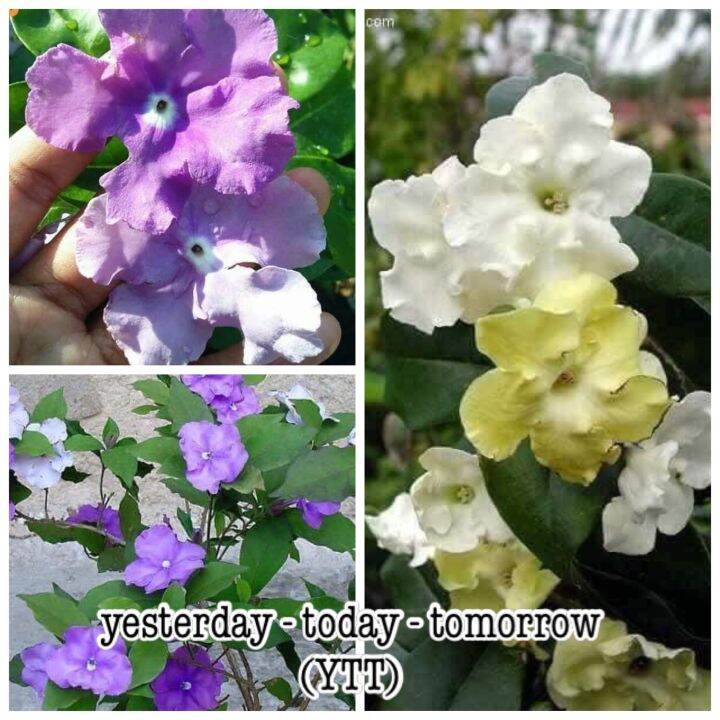 Pokok bunga wangi Yesterday today tomorrow (YTT) ungu, ungu bunga besar dan kuning | Lazada