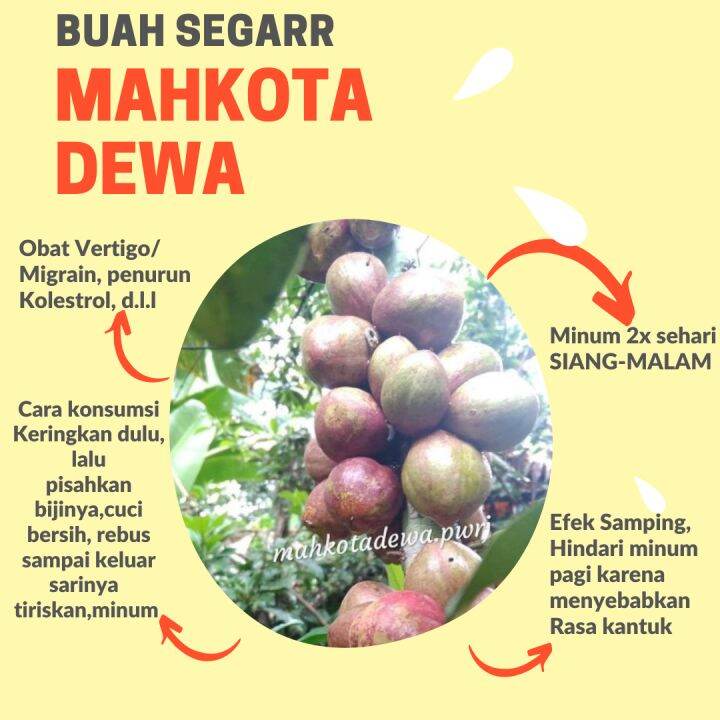 isi 10 biji buah mahkota dewa segar fresh / mahkota dewa obat | Lazada ...
