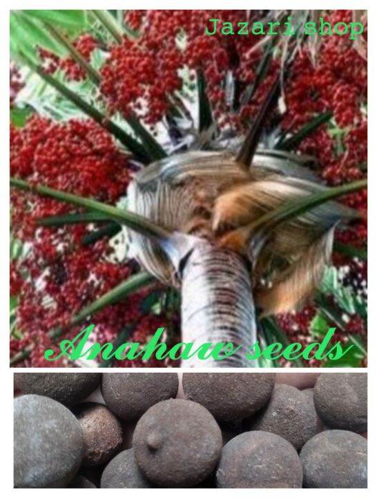 Anahaw seeds (12.pcs) | Lazada PH