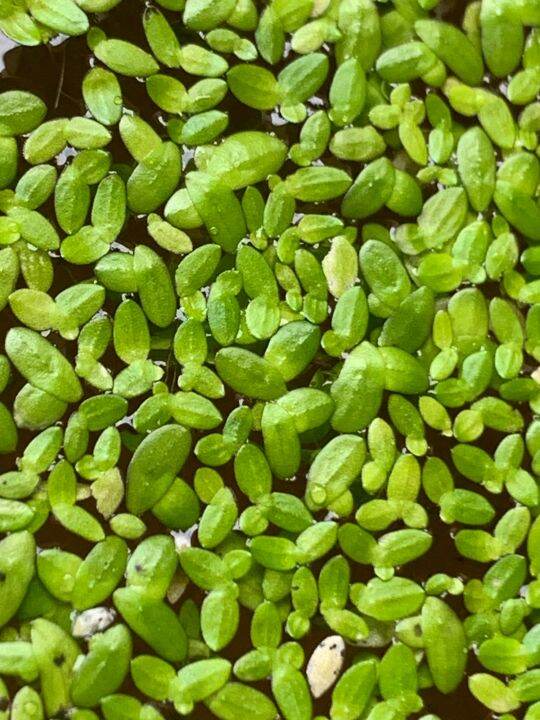 [Live Fresh Water floating Aquatic Plants - Duckweed (Lemnaceae ...