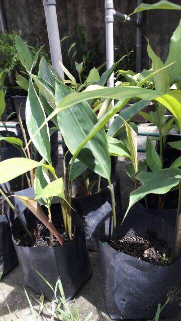 Pokok Serai Aceh / Pokok Serai Acheh / Serai Aceh / Anak Benih | Lazada