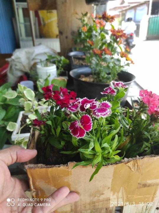 bunga anyelir diantus | Lazada Indonesia