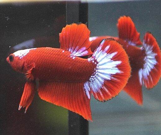 NO C.O.D Ikan Laga HELLBOY Fancy Betta Ikan Cupang Male Jantan NO C.O.D ...