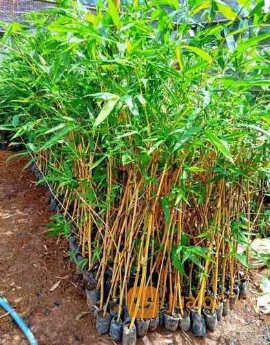 bambu kuning | Lazada Indonesia