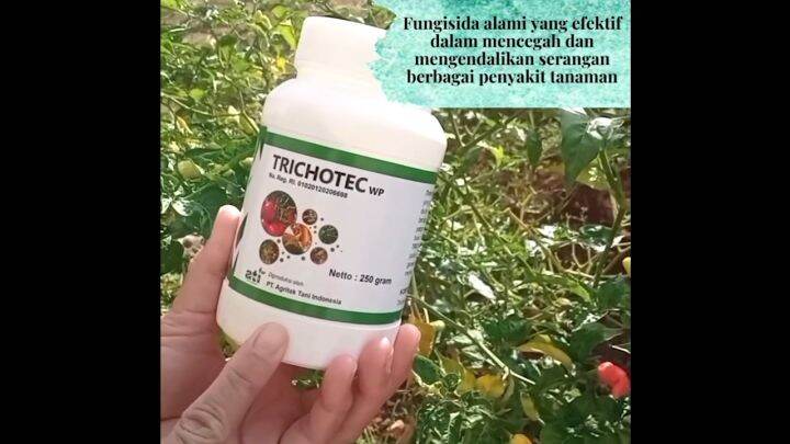 Fungisida Organik Trichoderma Pembasmi Penyakit Jamur pada Tanaman ...