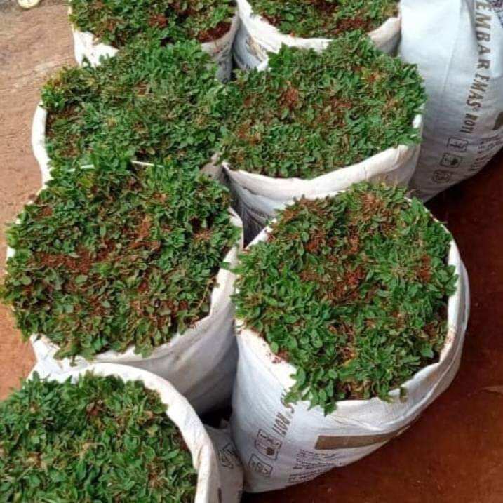 Rumput Gajah Mini 1 Karung Isi 10 Meter Lazada Indonesia
