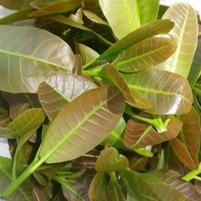 pucuk daun jambu mede muda 250 gram obat herbal tradisional | Lazada ...