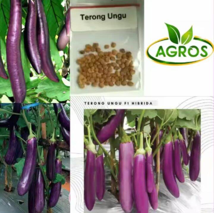 BENIH TERONG UNGU HIBRIDA F1 ISI 25 BUTIR BIBIT TERONG UNGU | Lazada Indonesia
