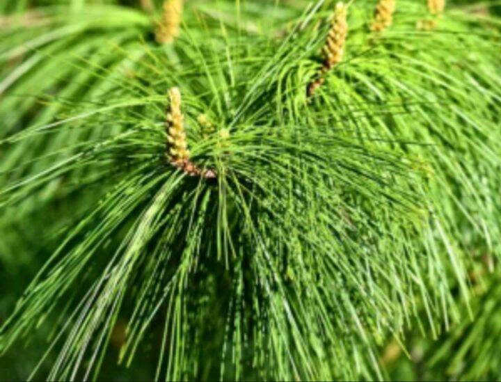 Daun pinus segar 500GRAM | Lazada Indonesia