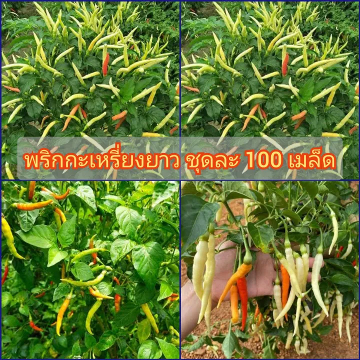 เมล็ดพันธุ์พริกกะเหรี่ยงยาว...ชุดละ100เมล็ด | Lazada.co.th