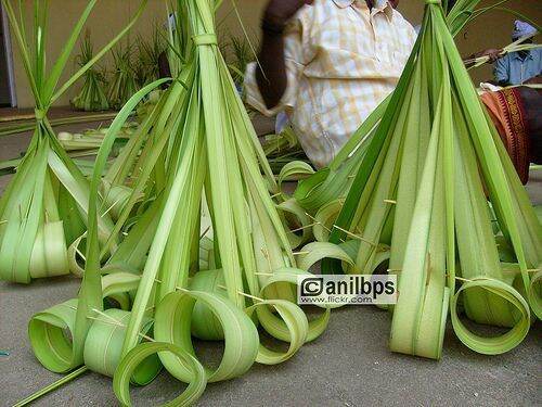 DAUN KELAPA MUDA/DAUN JANUR KELAPA UNTUK KETUPAT PER IKAT ISI 15 ...