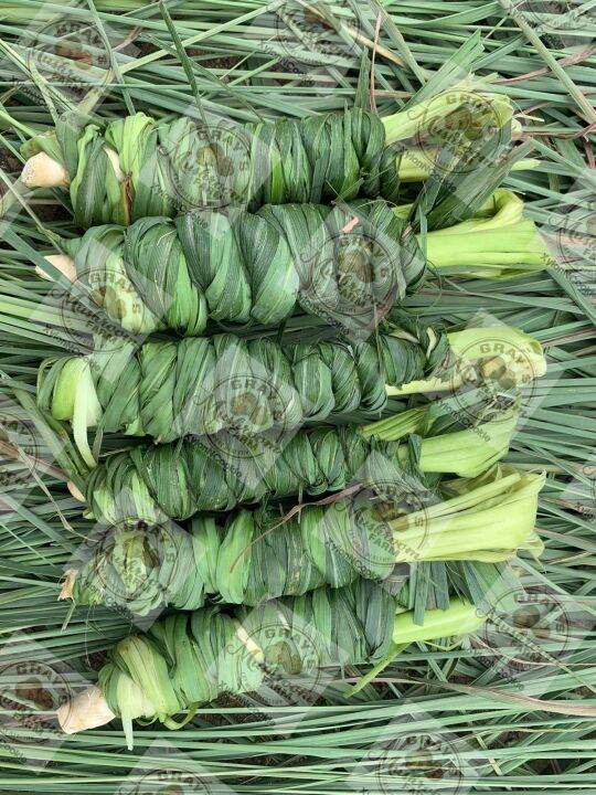 Braided Tanglad Lemon Grass 1.5 kg Ready to Use for Cooking | Lazada PH
