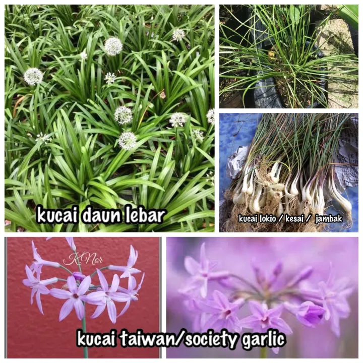 Pokok kucai @ chives - broadleaf-daun lebar, lokio/jambak, society ...