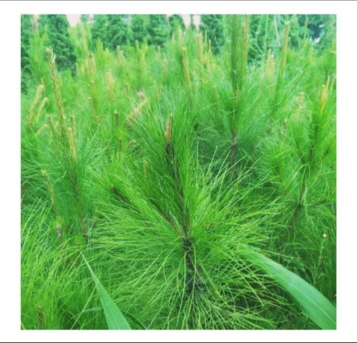Daun Pinus Segar 1 Kg | Lazada Indonesia