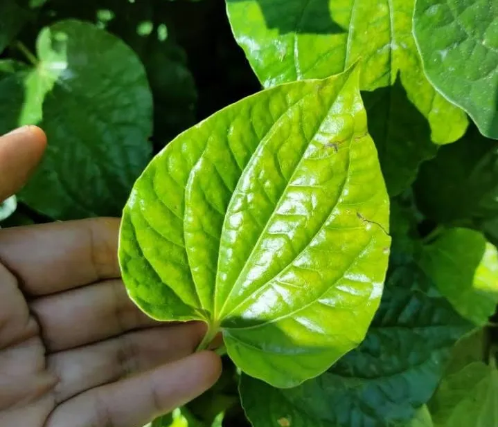 daun pokok kaduk | Lazada