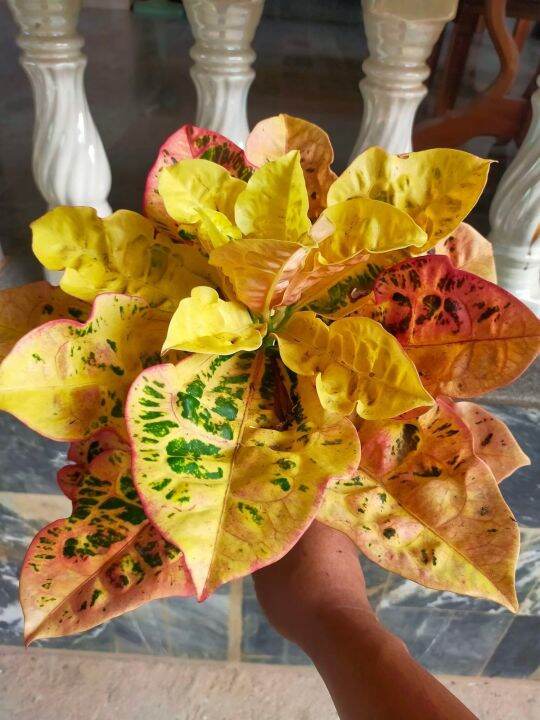 โกสนเต่ารัตนชัย (Thai Croton) ขนาด 30-45 cm. สวยมาก มีต้นเดียวตรงปกสุดๆ ...