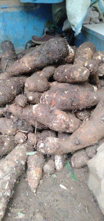 Umbi Talas / Talas MBOTE / 1 Kg / Talas dadakan langsung di ambil dari ...