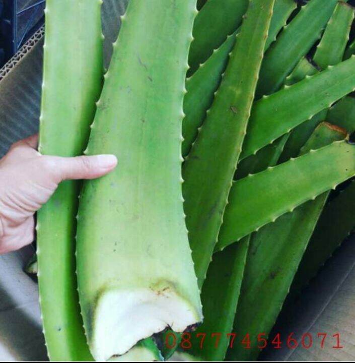 Pelepah Segar Lidah Buaya Herbal Alami Lazada Indonesia
