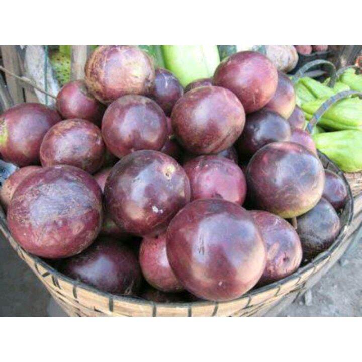 Star Apple Grafted seedlings/ Kaimito/Caimito seedlings | Lazada PH