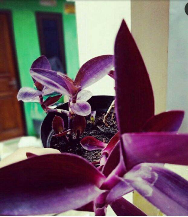 Tanaman Hias Tradescantia Pallida Full Ungu | Lazada Indonesia