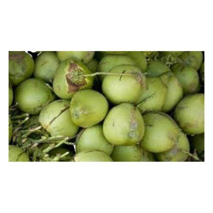 Kelapa Muda Alami Segar - kelapa ijo - KELAPA MUDA ASLI | Lazada Indonesia