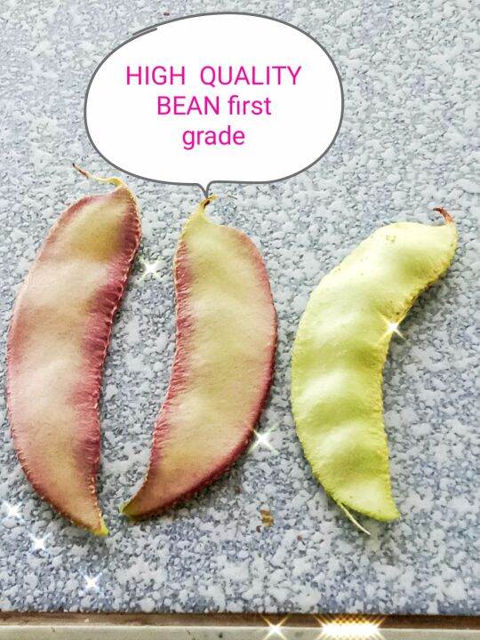 avarakai seeds, indian borage beans seeds | Lazada