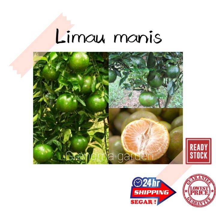 (GG real plant) pokok limau manis ^ anak pokok buah-buahan live honey ... (GG real plant) pokok limau manis ^ anak pokok buah-buahan live honey ...