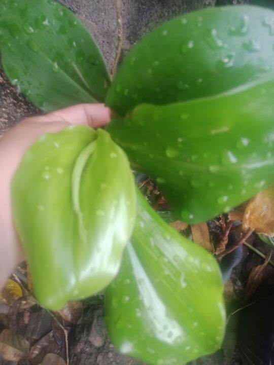 FRESH INSULIN LEAVES (gamot sa diabetic) 7 BIG LEAVES | Lazada PH