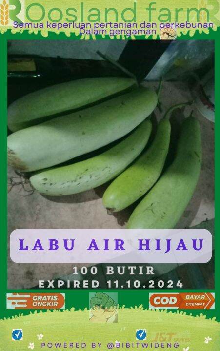 BENIH BIJI LABU AIR HIJAU PANJANG 100 BUTIR | Lazada Indonesia