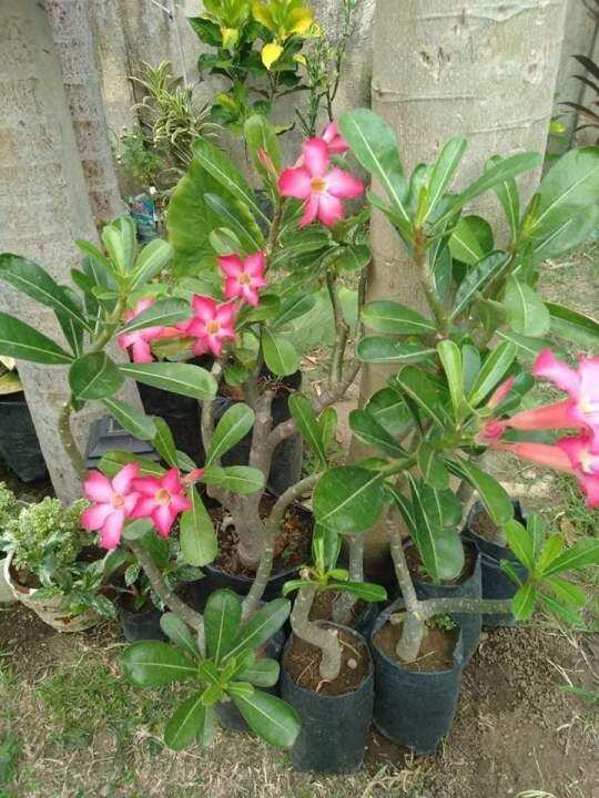 Live Plant Adenium Pink Dwarf Calachuchi Kalachuchi Outdoor Plant ...