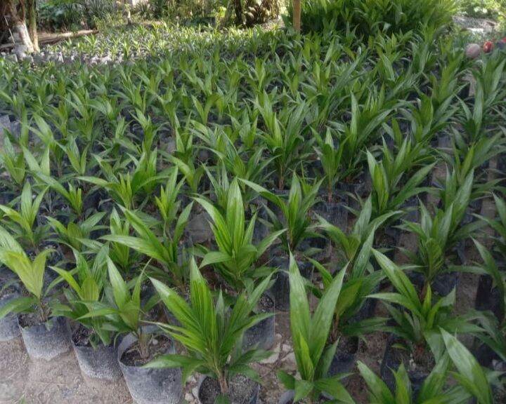 BIBIT POHON KELAPA SAWIT PPKS YANGAMBI SIYAP TANAM | Lazada Indonesia