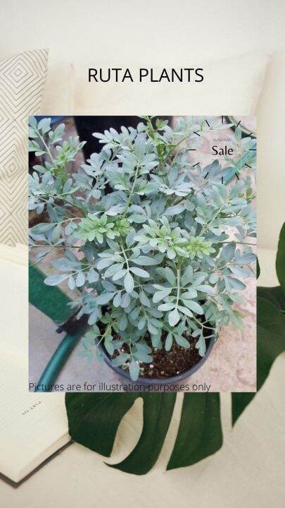 Tropical Mount | Ruta live plant | Pokok garuda | aruvatham pachai ...