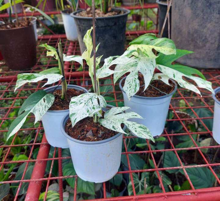 Epipremnum Marble (Thai cultivar) | Lazada PH