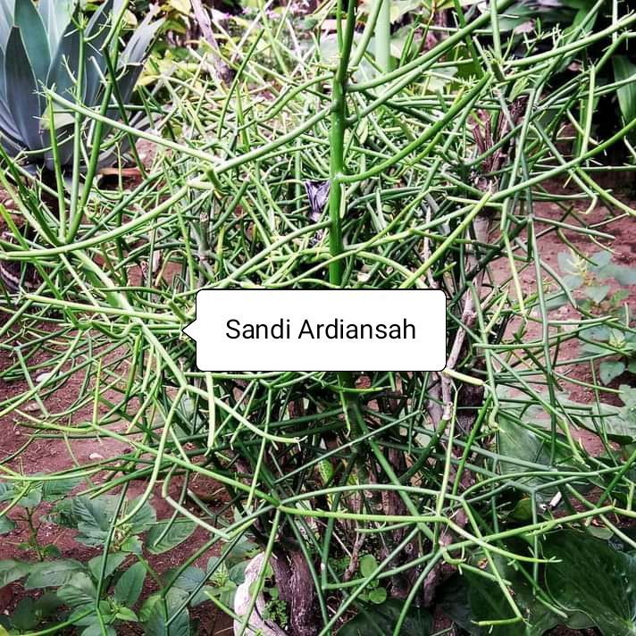 Daun patah tulang atau kayu urip segar per 500 gram | Lazada Indonesia