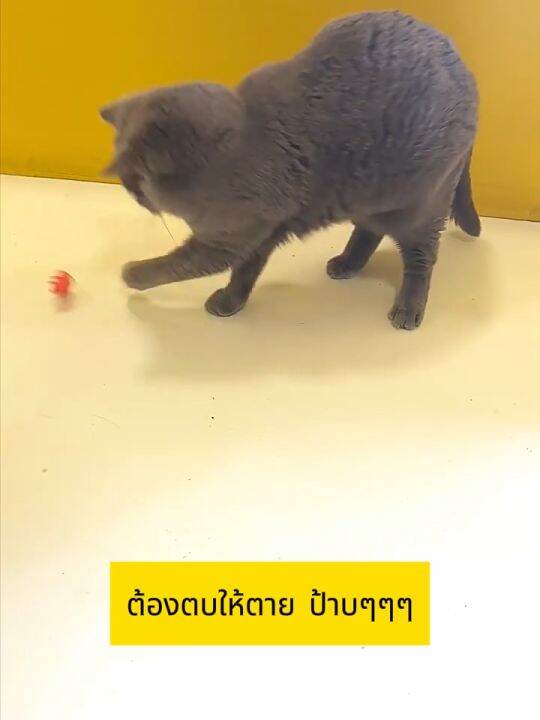 zeze Crab Cat Toy ปูแดงเดินได้ ของเล่นแมวสุดมันส์ วิ่งหนี หลบสิ่งกีด ...