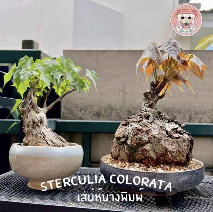 เสน่ห์นางพิมพ์ 《ถิ่นกาญจนบุรี + สามร้อยยอด》Sterculia colorata ไม้โขดหา ...